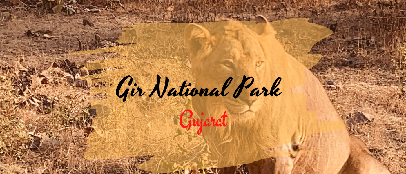 How to plan Gir National Park Trip - The Wandering Core